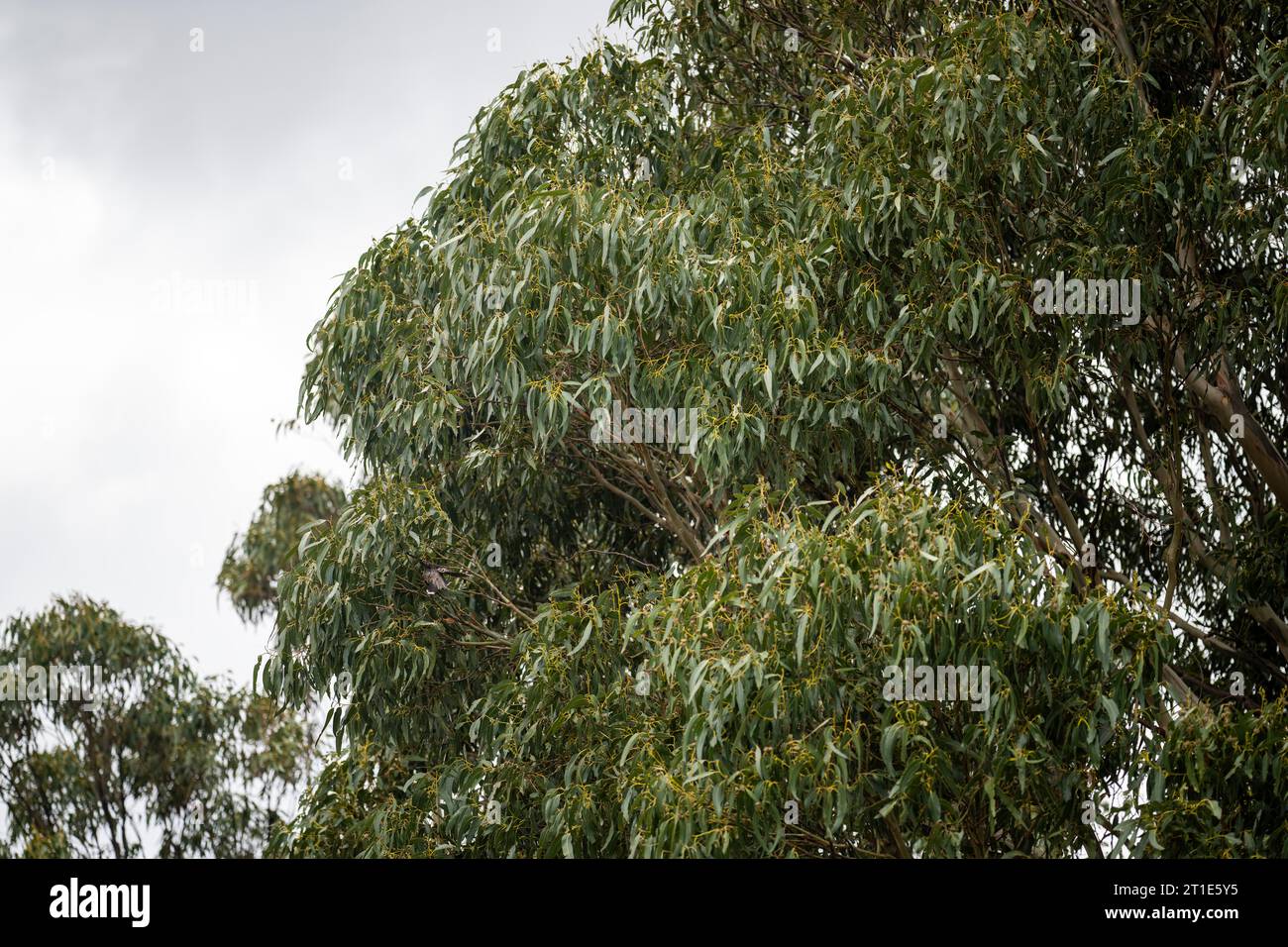 Australian natives flora hi-res stock photography and images - Alamy