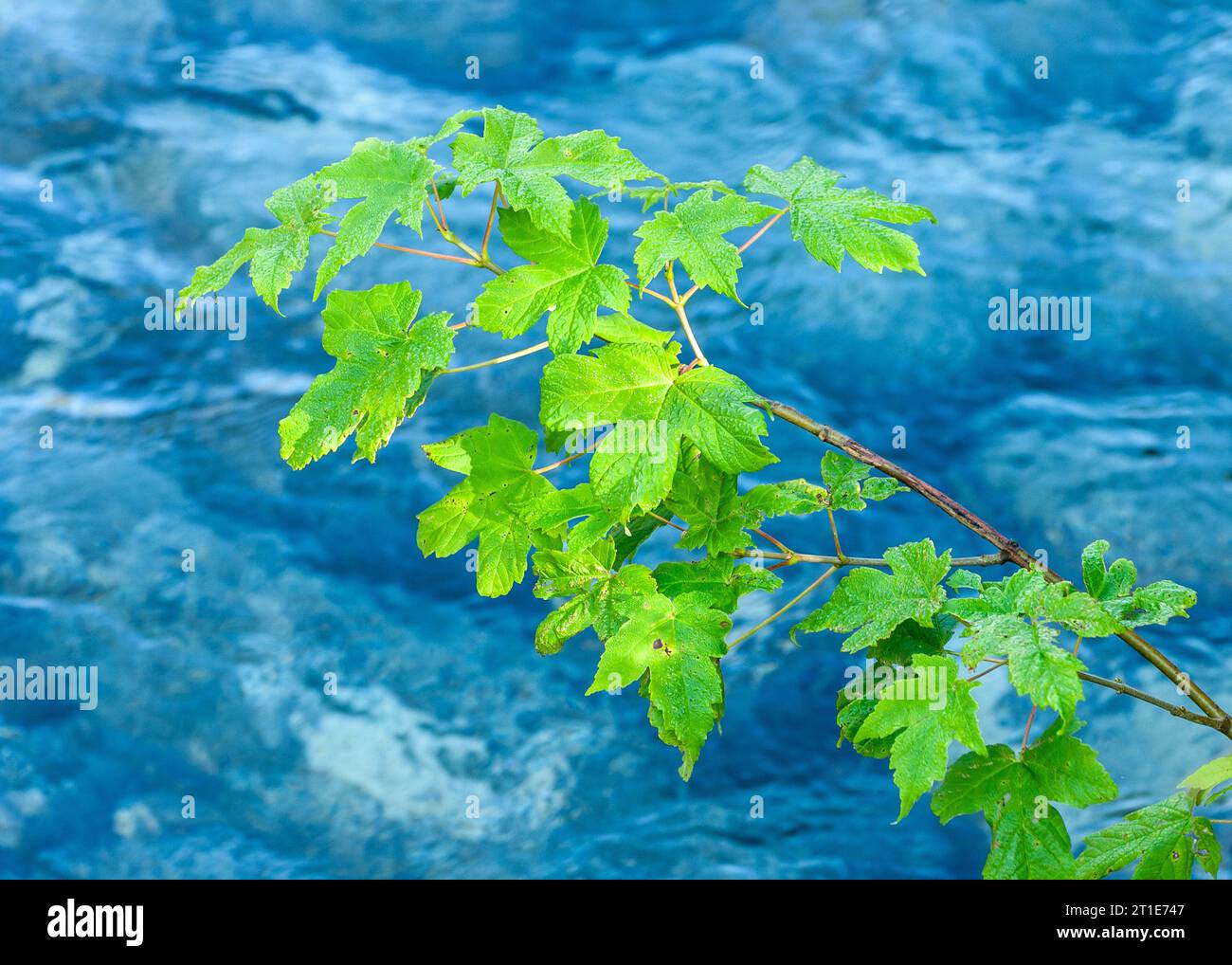 Green leaves over river hi-res stock photography and images - Alamy