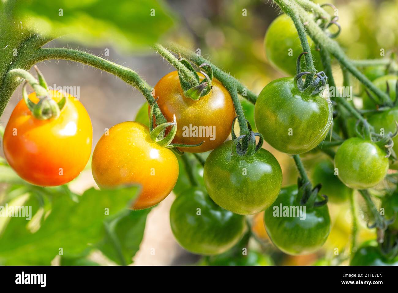Outside in sunshine hi-res stock photography and images - Alamy
