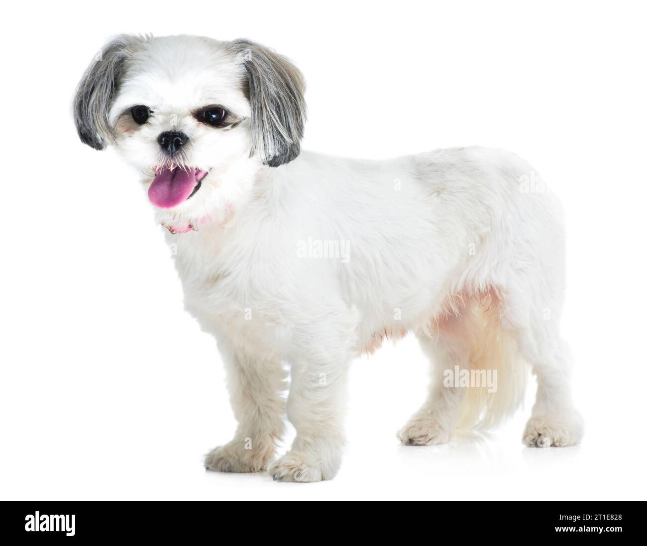 Happy, pet and dog on a white background in studio for adoption ...