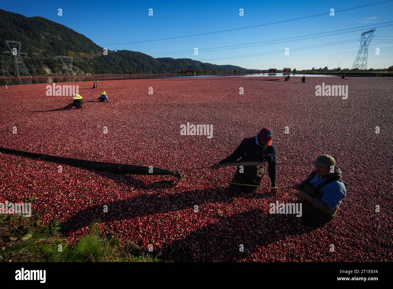 Pitt Meadows, Canada. 12th Oct, 2023. Workers pull a boom while harvesting cranberries at Golden ...