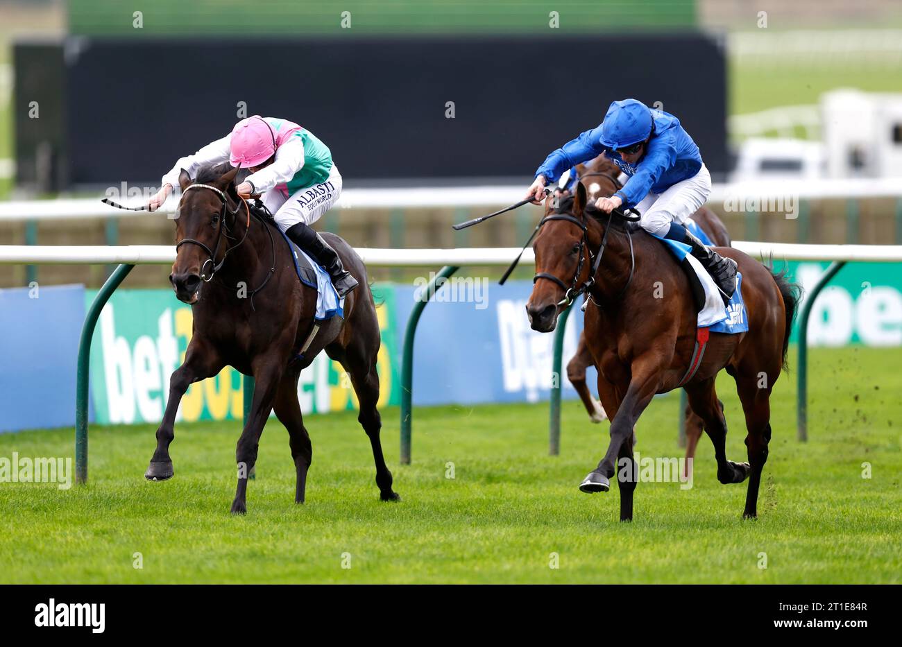 Oh so sharp horse hi-res stock photography and images - Alamy