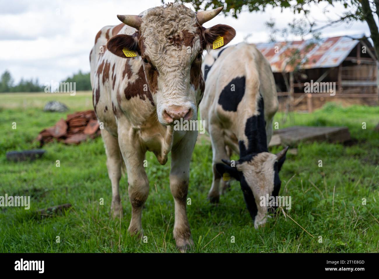 Red spotted bulls hi-res stock photography and images - Alamy