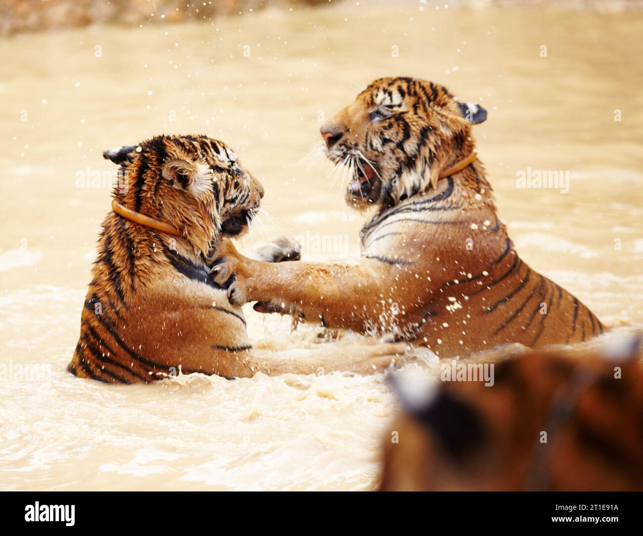 Tiger, playing and fight in water at zoo, park or together in nature ...