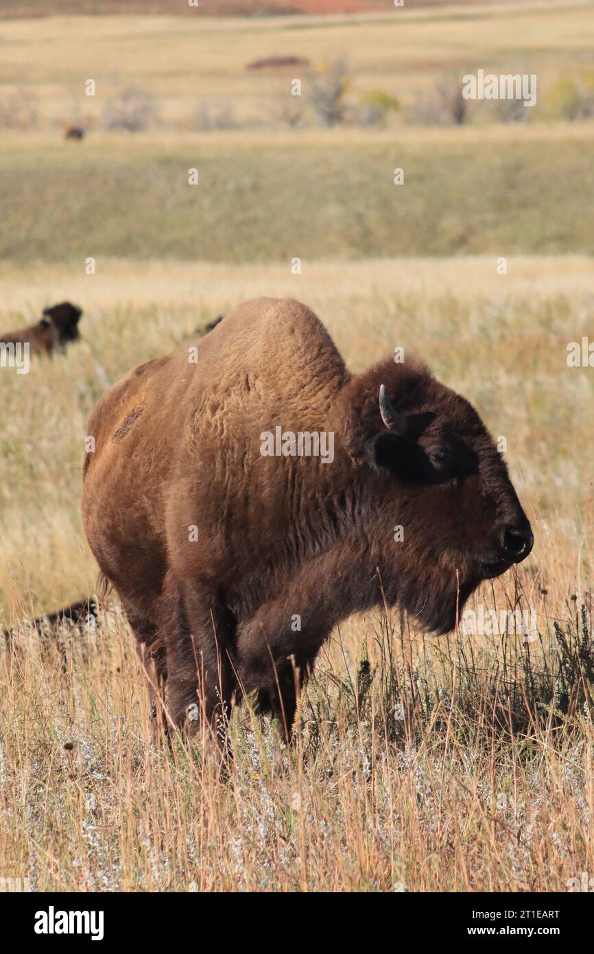 Custer state park and bison hi-res stock photography and images - Alamy