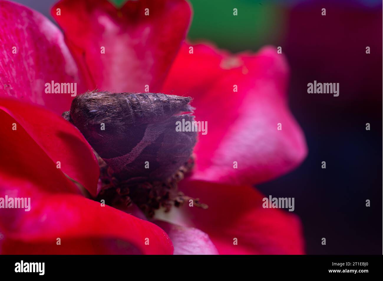 Borboleta rosa de luto hi-res stock photography and images - Alamy