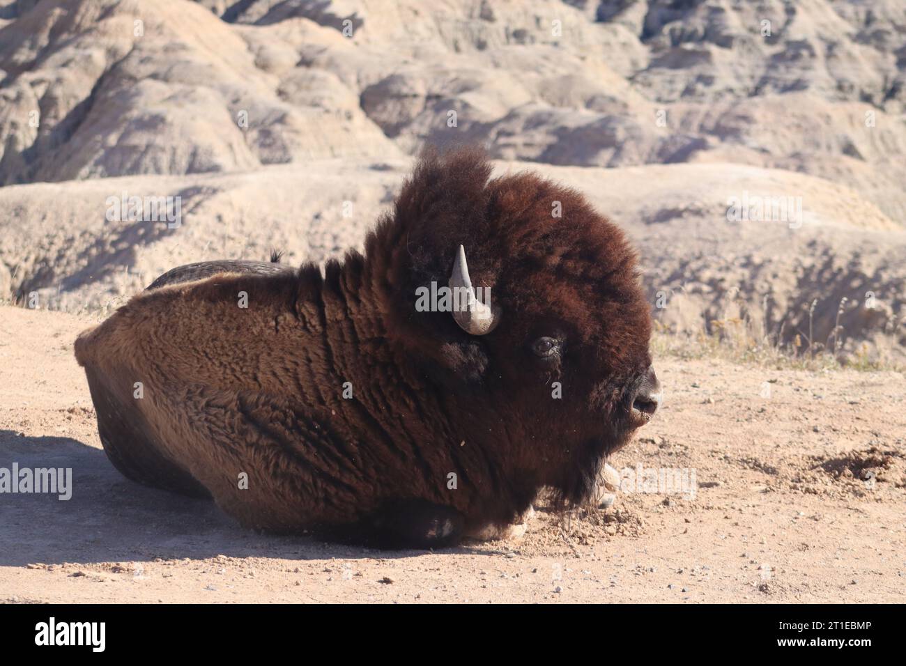 Buffalo laying down in Badlands National Park Stock Photo - Alamy
