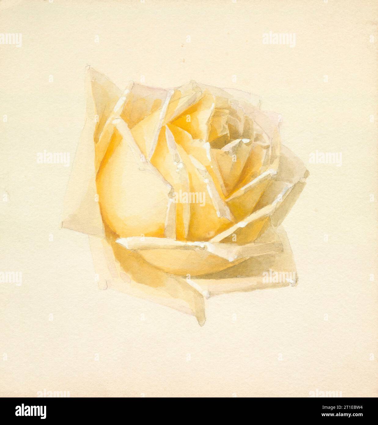 Study of a Rose, c1898 Stock Photo - Alamy