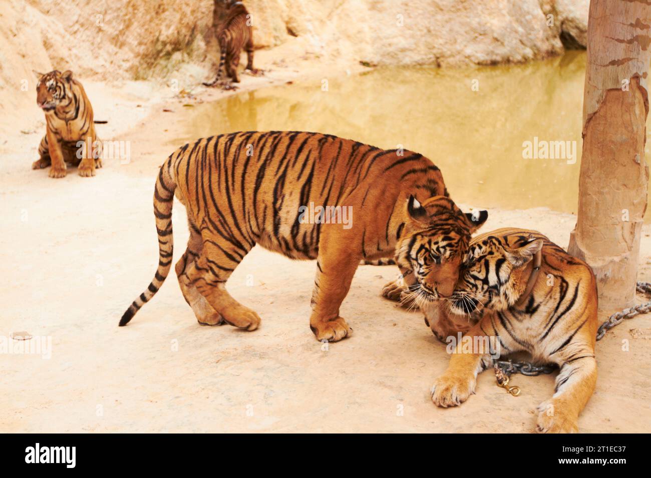 Tigers playing on sand in nature by a zoo for majestic entertainment at ...