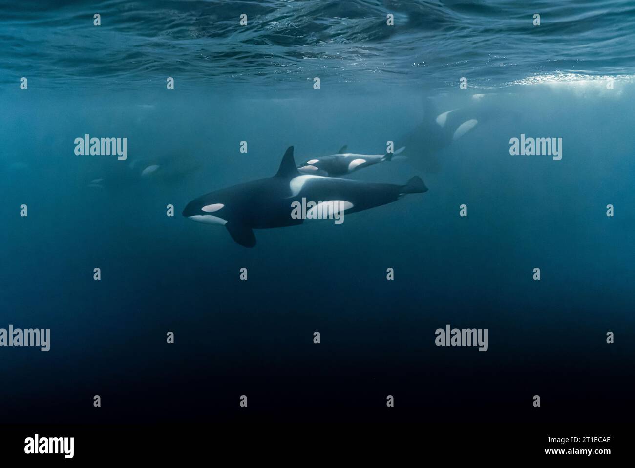 Orcas hunting hi-res stock photography and images - Alamy