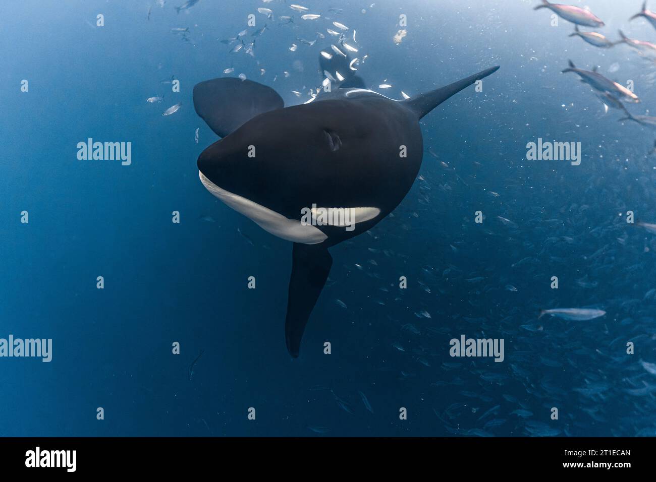 Norwegian marine fauna hi-res stock photography and images - Alamy