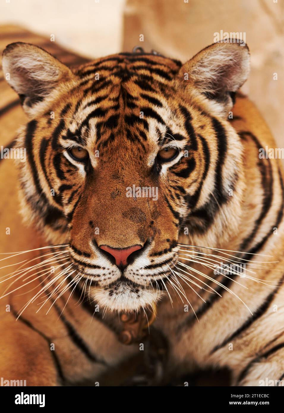 Tiger relaxing on sand in nature by a zoo for majestic entertainment at ...