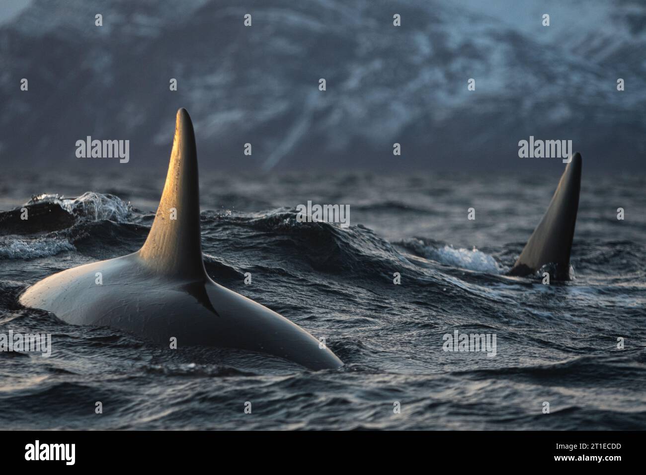 Norwegian fauna hi-res stock photography and images - Alamy