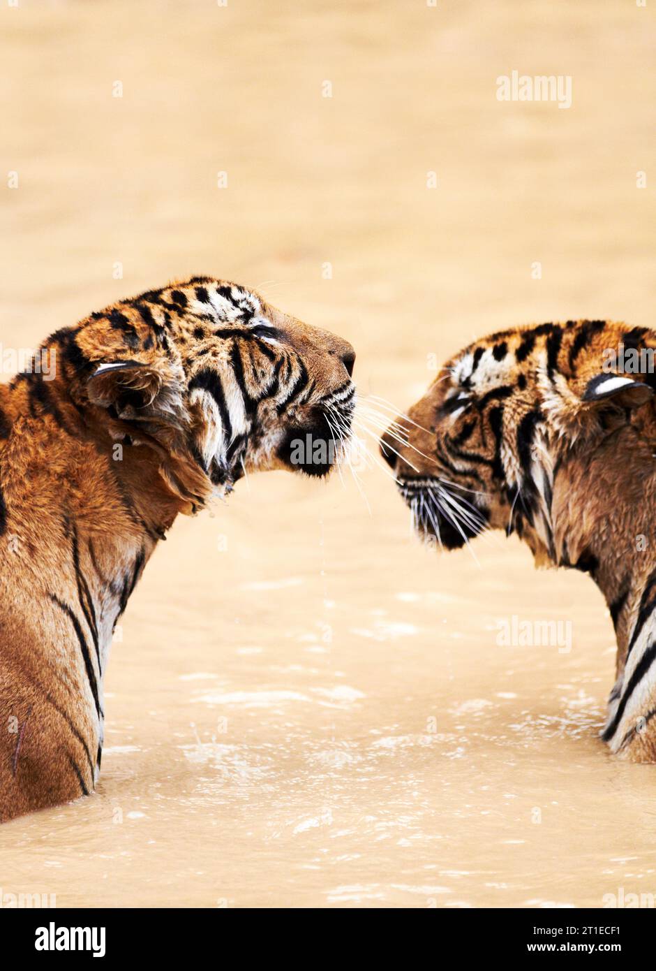Tigers Kissing