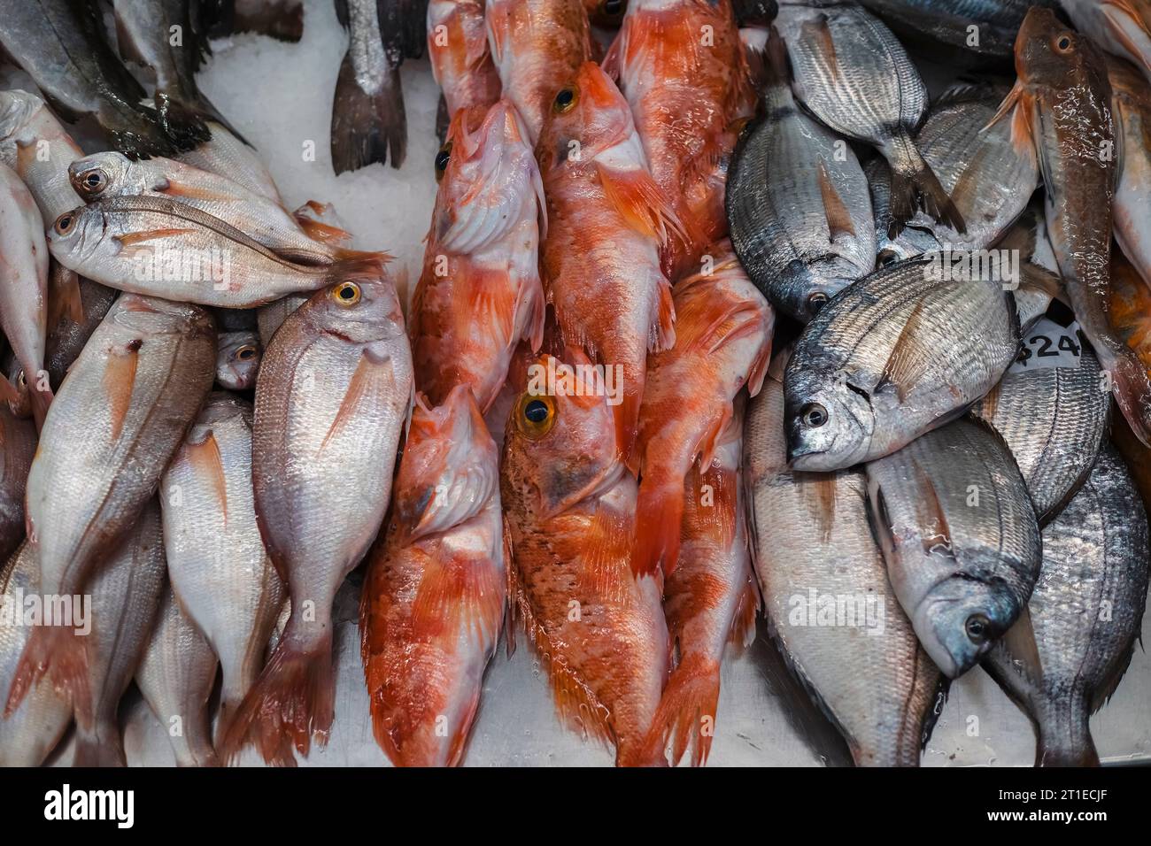 Oceanic fish hi-res stock photography and images - Alamy