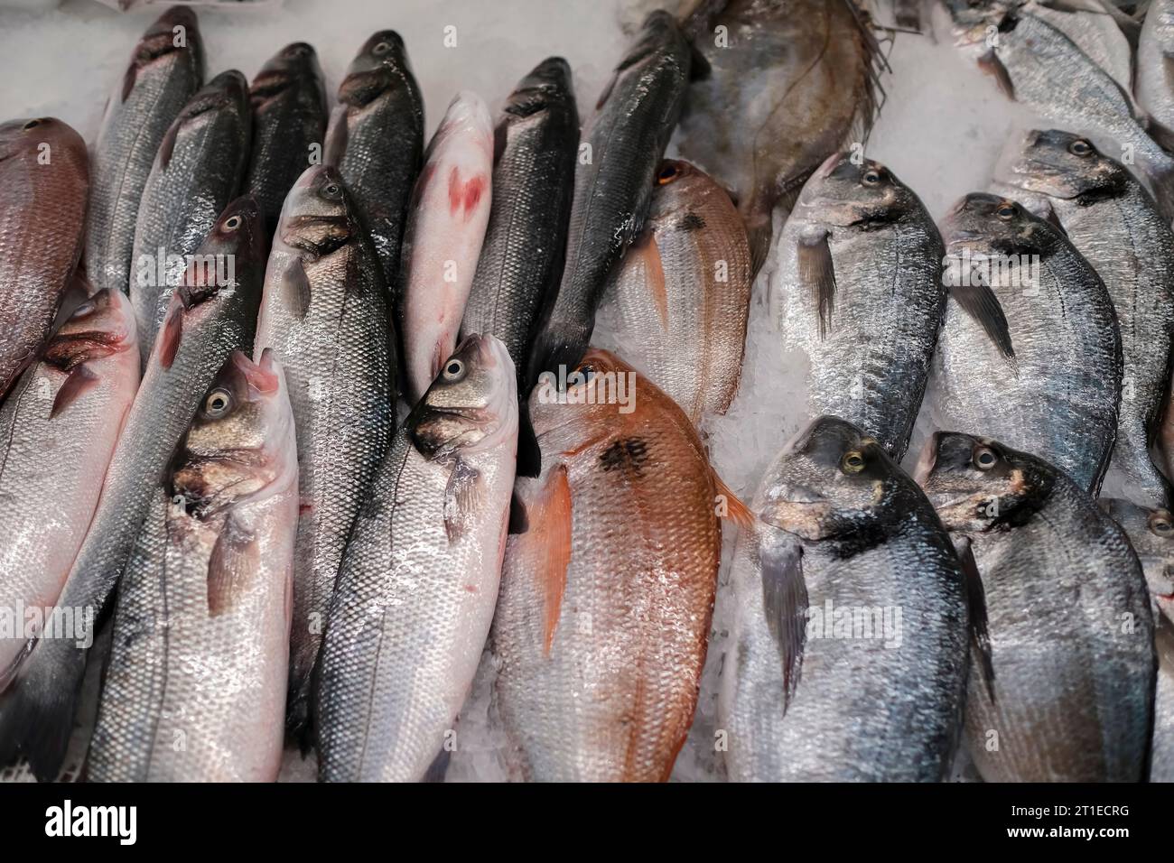 Fresh ocean fish on sale Stock Photo - Alamy
