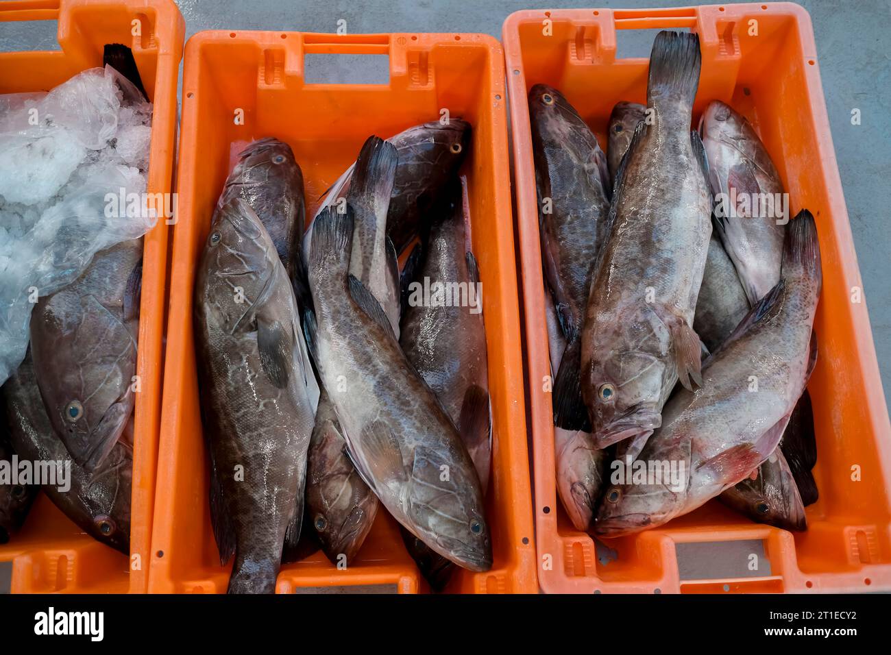 Large marine fish in plastic boxes Stock Photo - Alamy