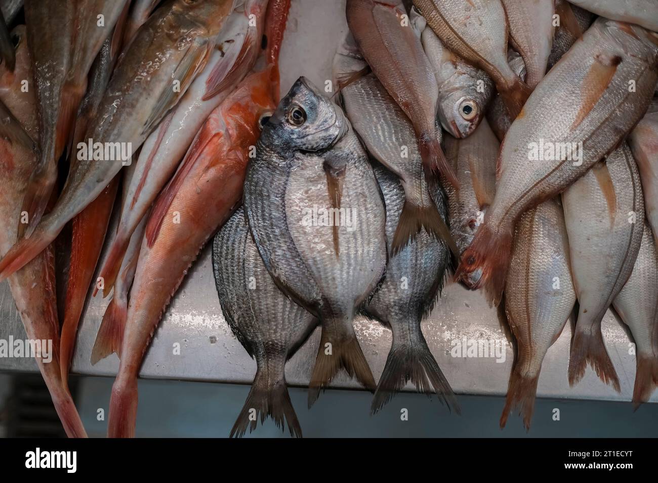 Atlantic sea bass on fish hi-res stock photography and images - Alamy