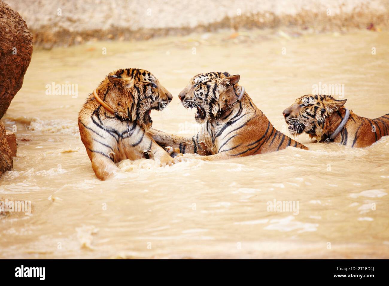 Tigers, playing and fight in water at zoo, park or together in nature ...