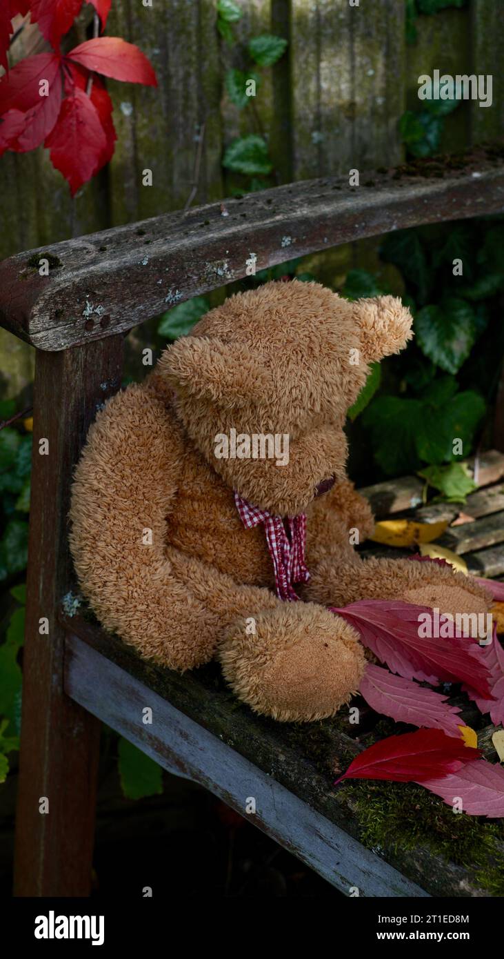 Sad bear sitting a a weathered bench Stock Photo - Alamy