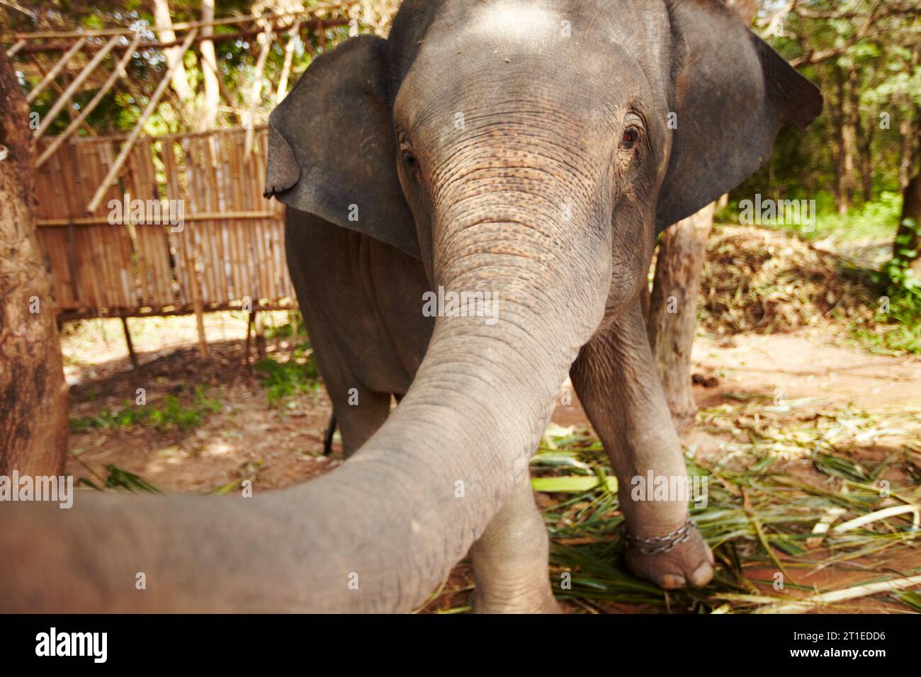 Safari animal, portrait and playful elephant trunk in a forest curious ...