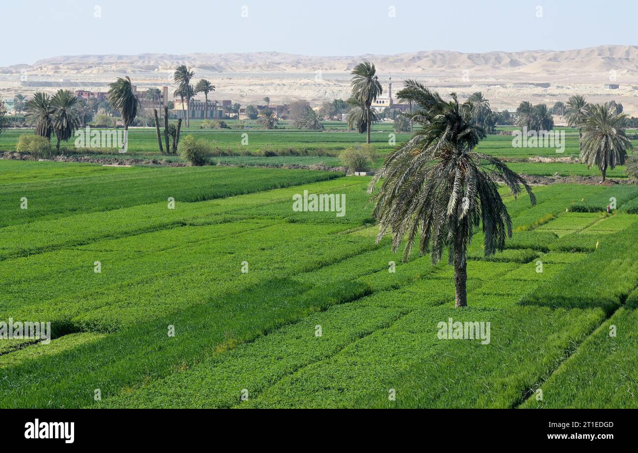 Nile river egypt farm farmer hi-res stock photography and images - Alamy