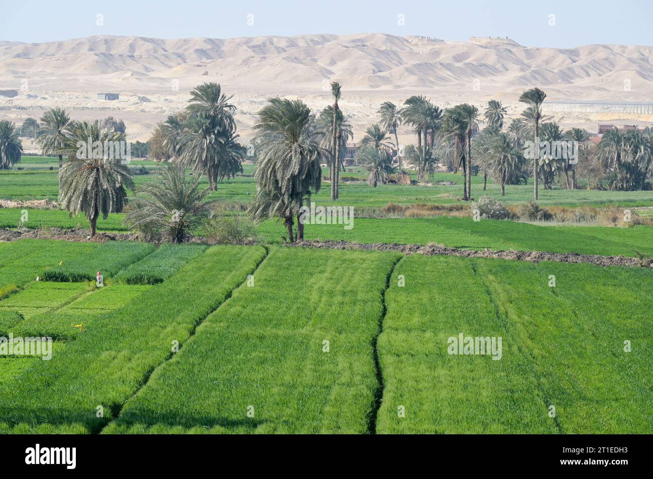 Egyptian clover field hi-res stock photography and images - Alamy