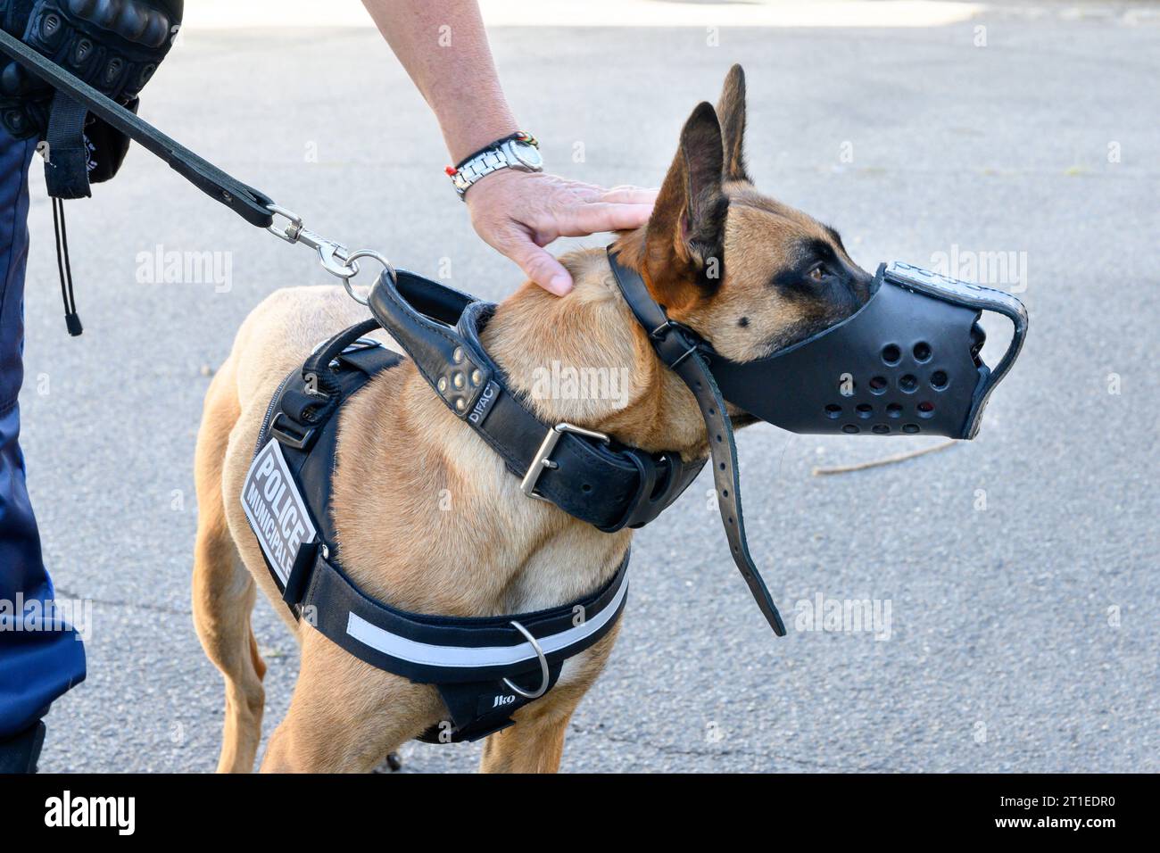 Army dog unit hi-res stock photography and images - Alamy