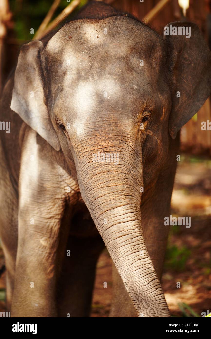 Wildlife, conservation and portrait of elephant in a jungle playful ...