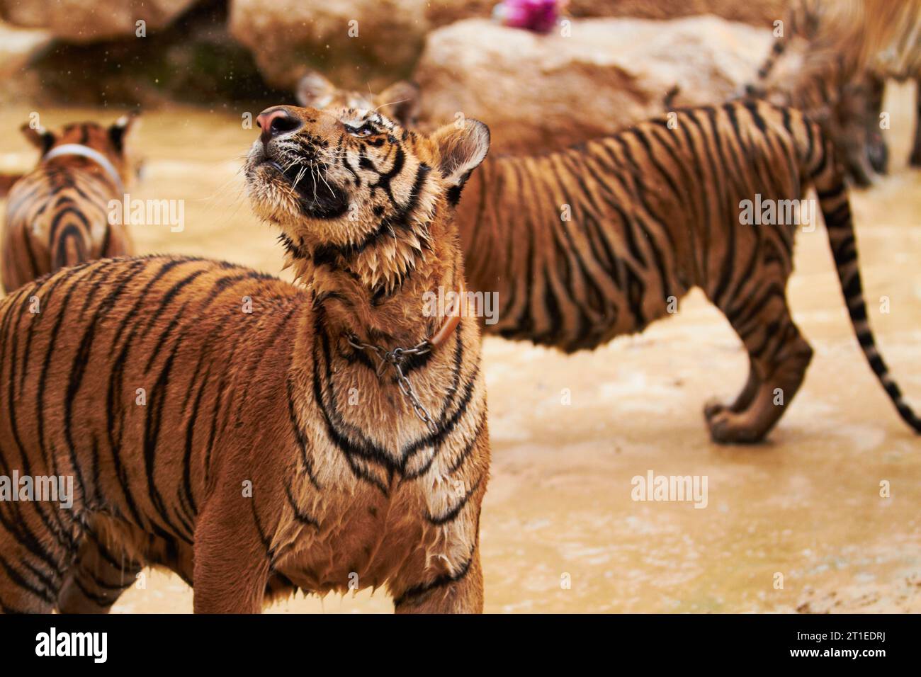 Nature, animals and tiger group in water at wildlife park with happy ...