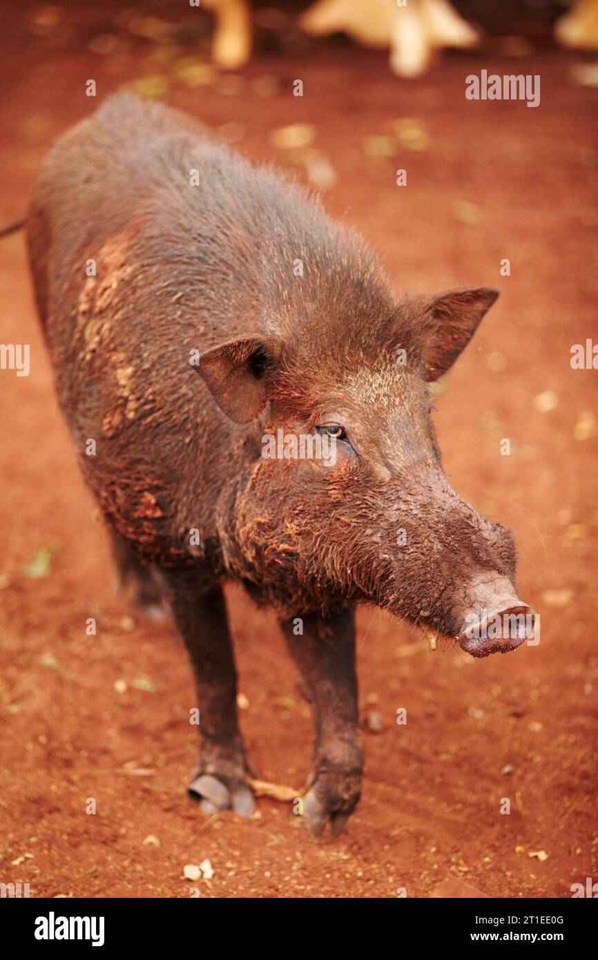 Wild boar, nature and animal walk in wildlife looking for food in ...