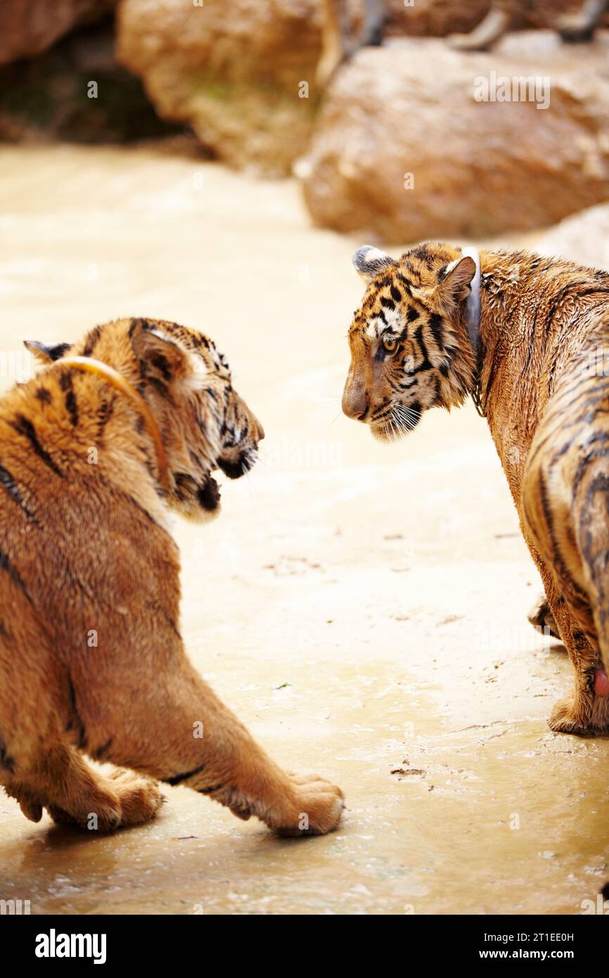 Nature, animals and tiger fight in zoo with playful cubs in mud with ...