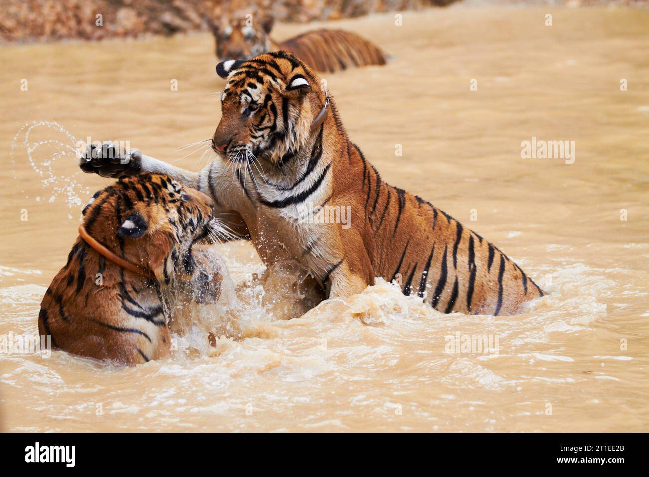 Playing, tigers and fight in water at zoo, park or together in nature ...