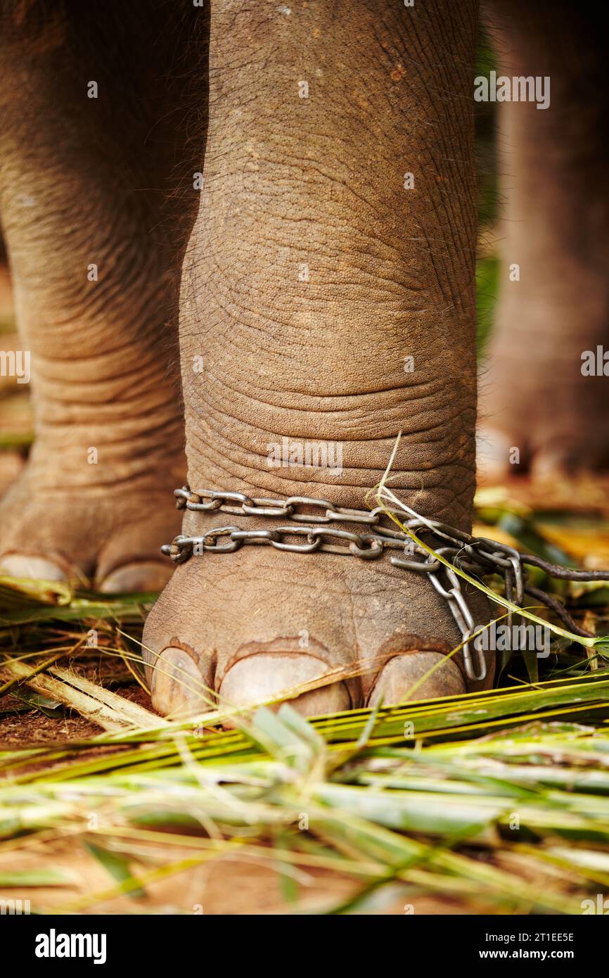 Feet in chains, closeup and elephant in jungle for capture, ivory or ...