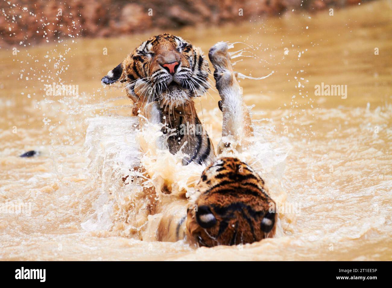 Nature, animals and tiger cubs in water at wildlife park with fun ...