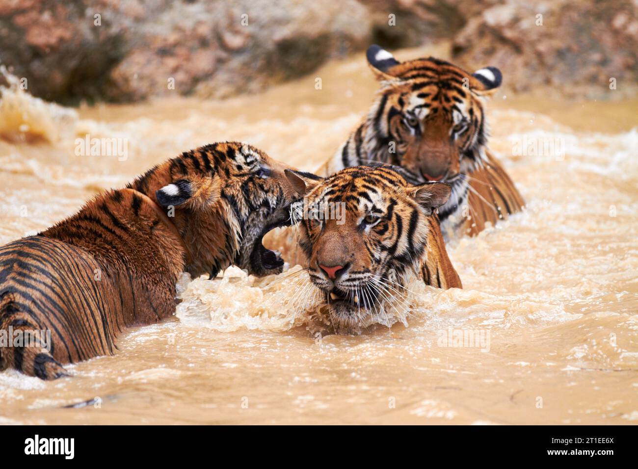 Tigers, fight and play in water at zoo, park or together in nature ...