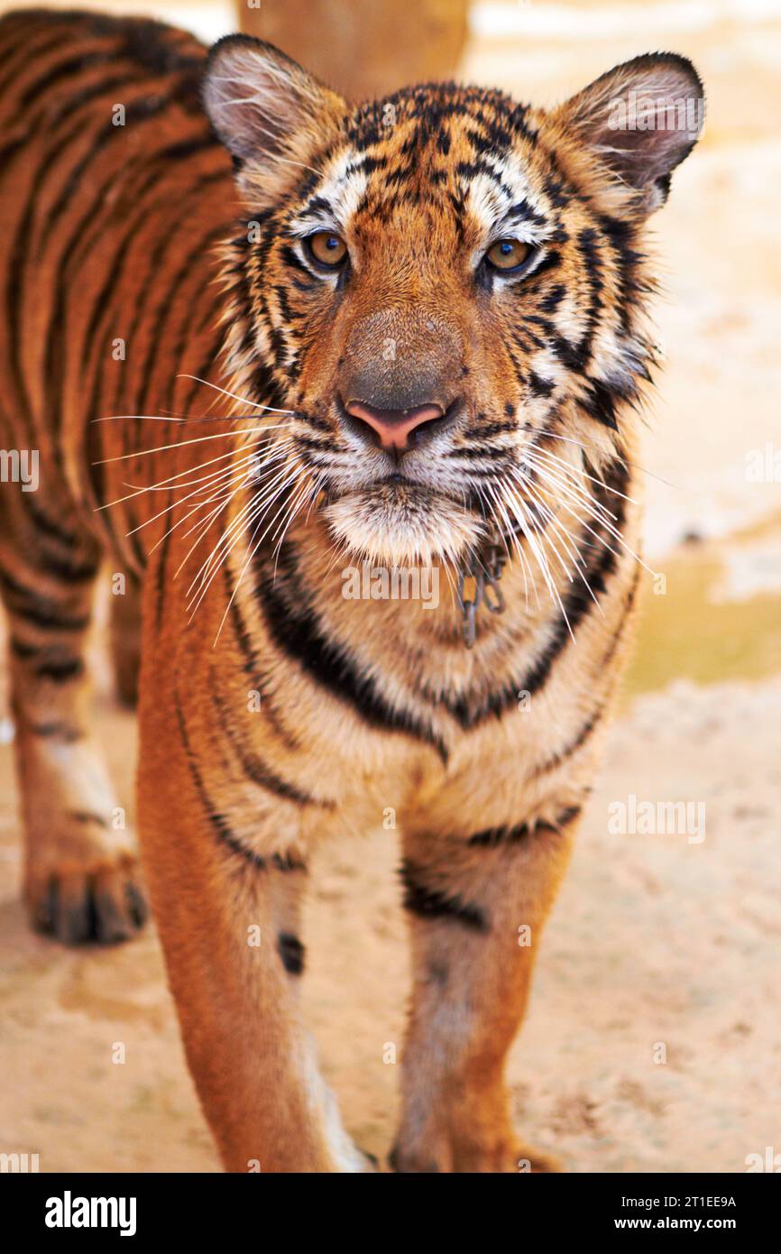 Sustainable desert habitat hi-res stock photography and images - Alamy