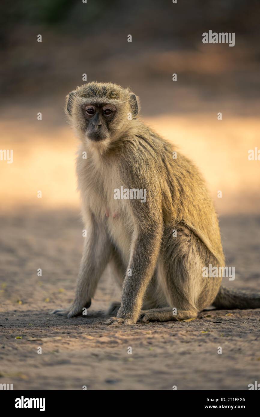 Vervet monkey sits on sand watching camera Stock Photo - Alamy