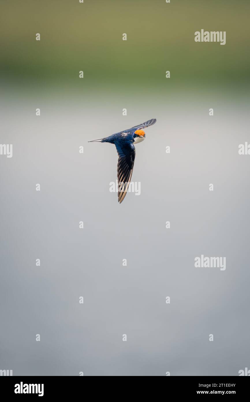 Wire-tailed swallow flies across river in sunshine Stock Photo - Alamy