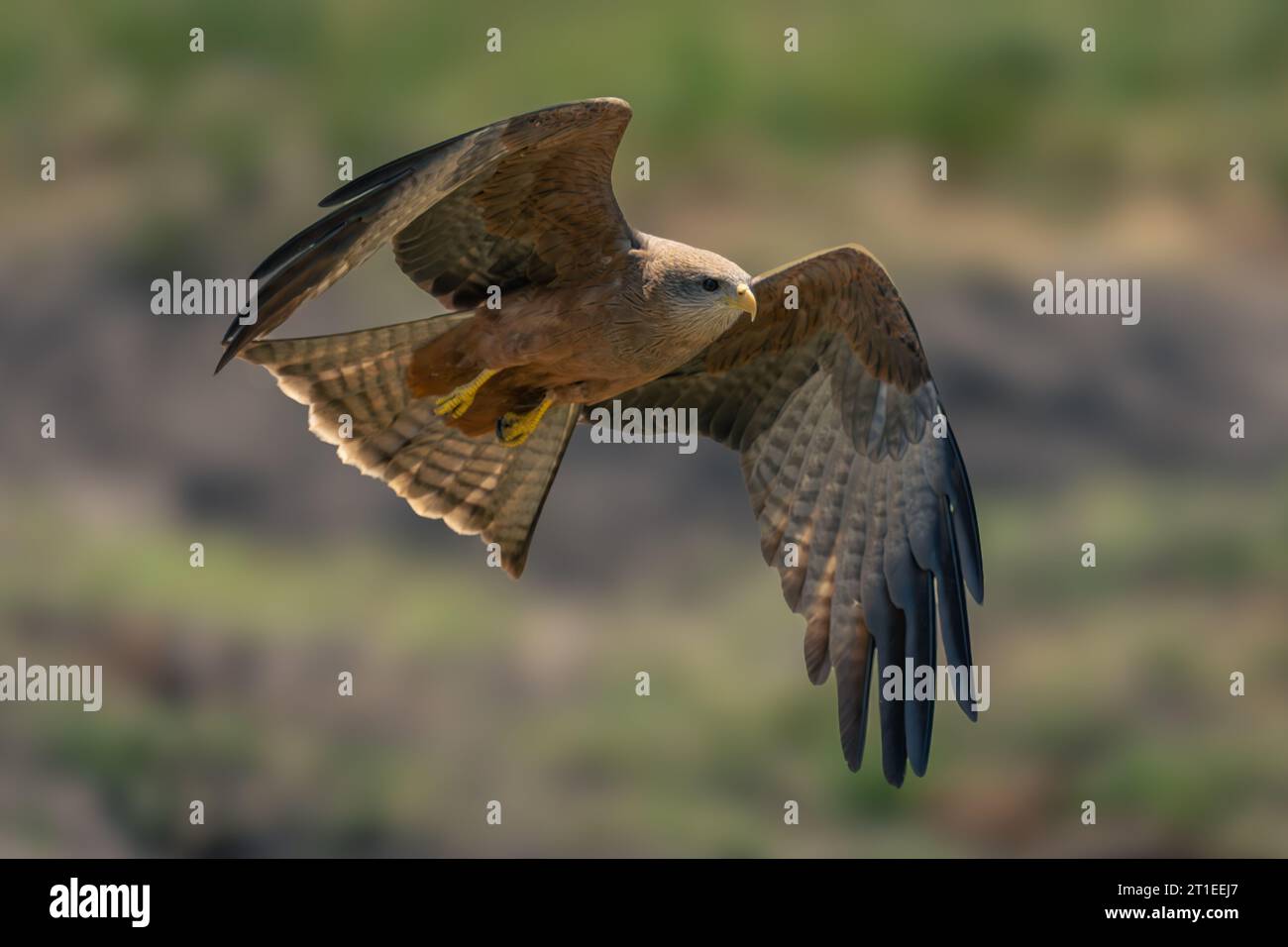 Yellow-billed kite flying low over grassy plain Stock Photo - Alamy