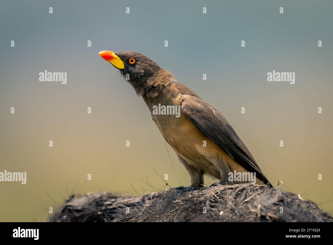 Yellow-billed oxpecker on spine of Cape buffalo Stock Photo - Alamy
