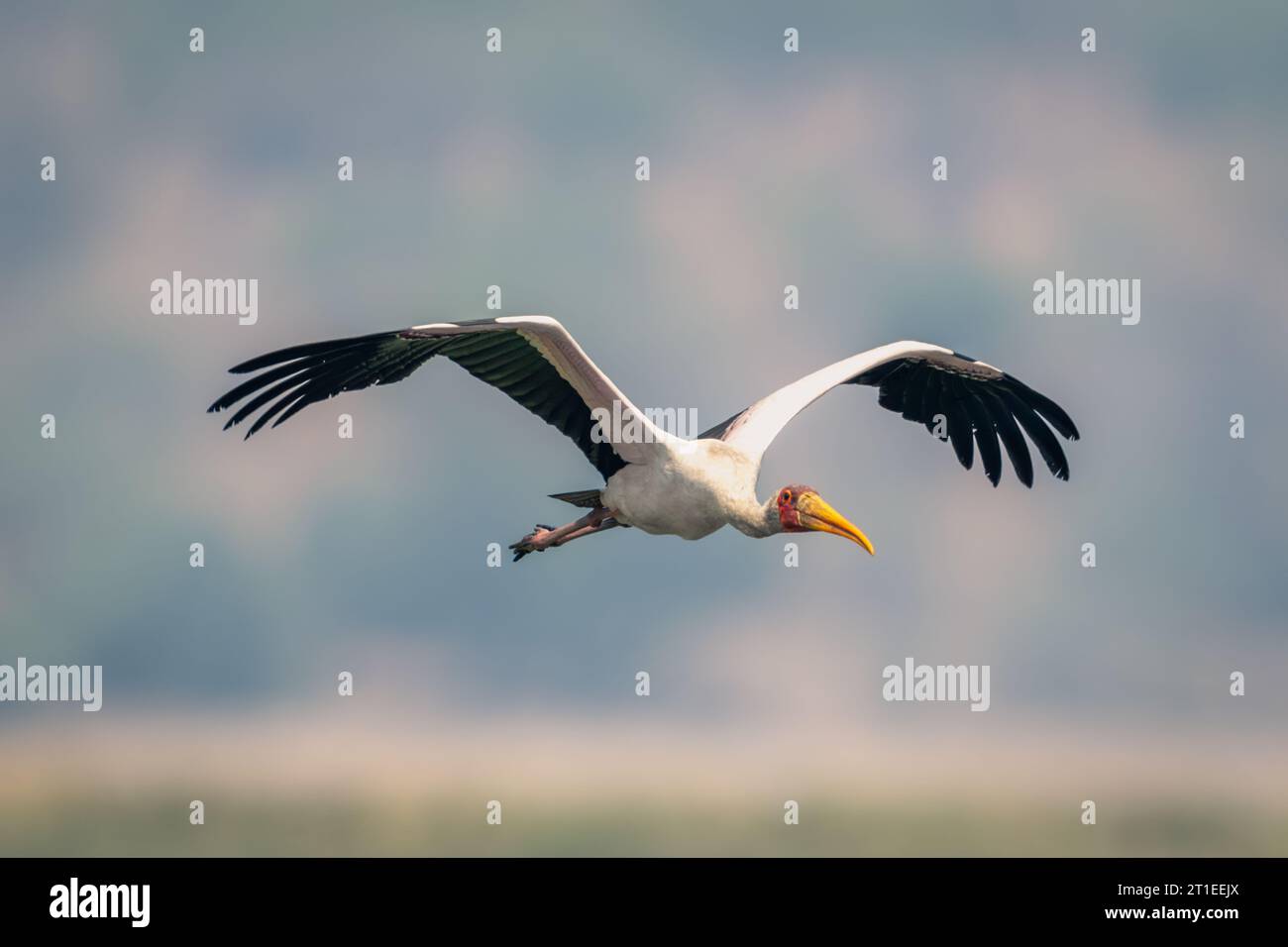 Yellow-billed stork flies with wings spread out Stock Photo - Alamy