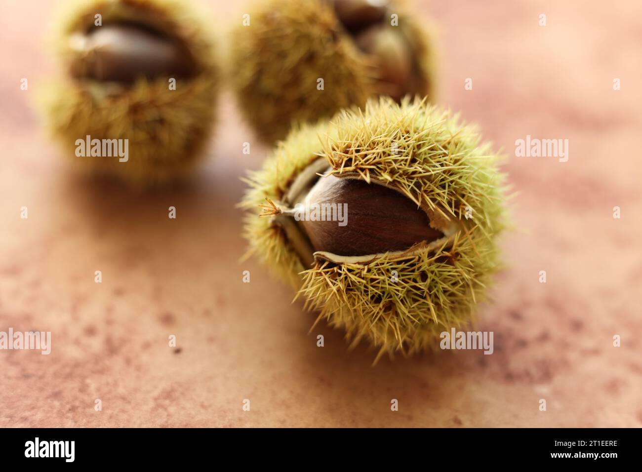 a close up of edible chestnut on a brown watercolor background Stock ...