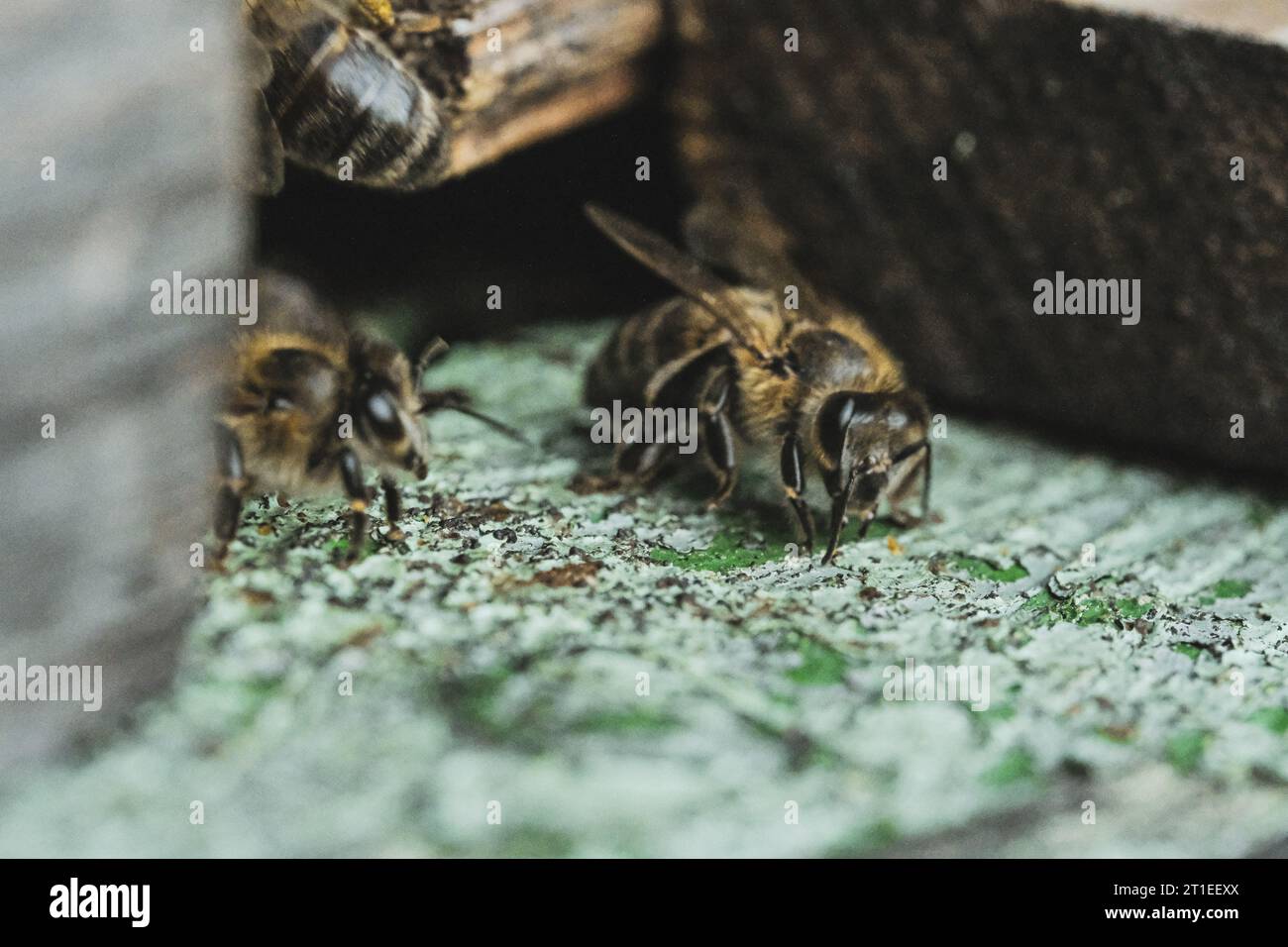 A close-up of a number of honey bees gathered around a corner of a ...