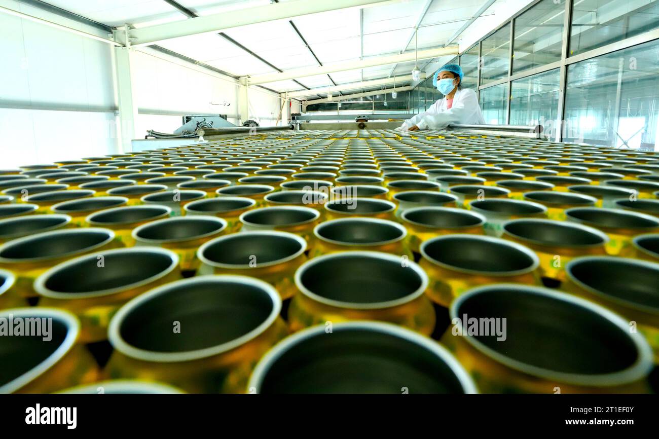 ZHANGYE, CHINA - OCTOBER 13, 2023 - Workers transfer batches of cans to ...
