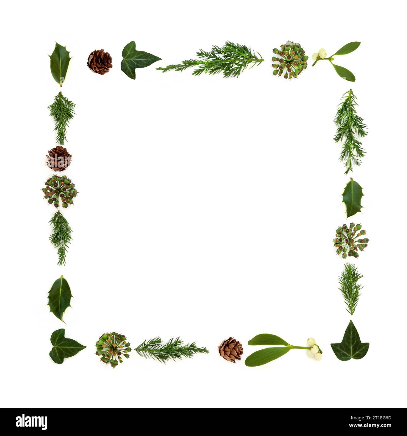 Winter Christmas greenery background border on white background ...