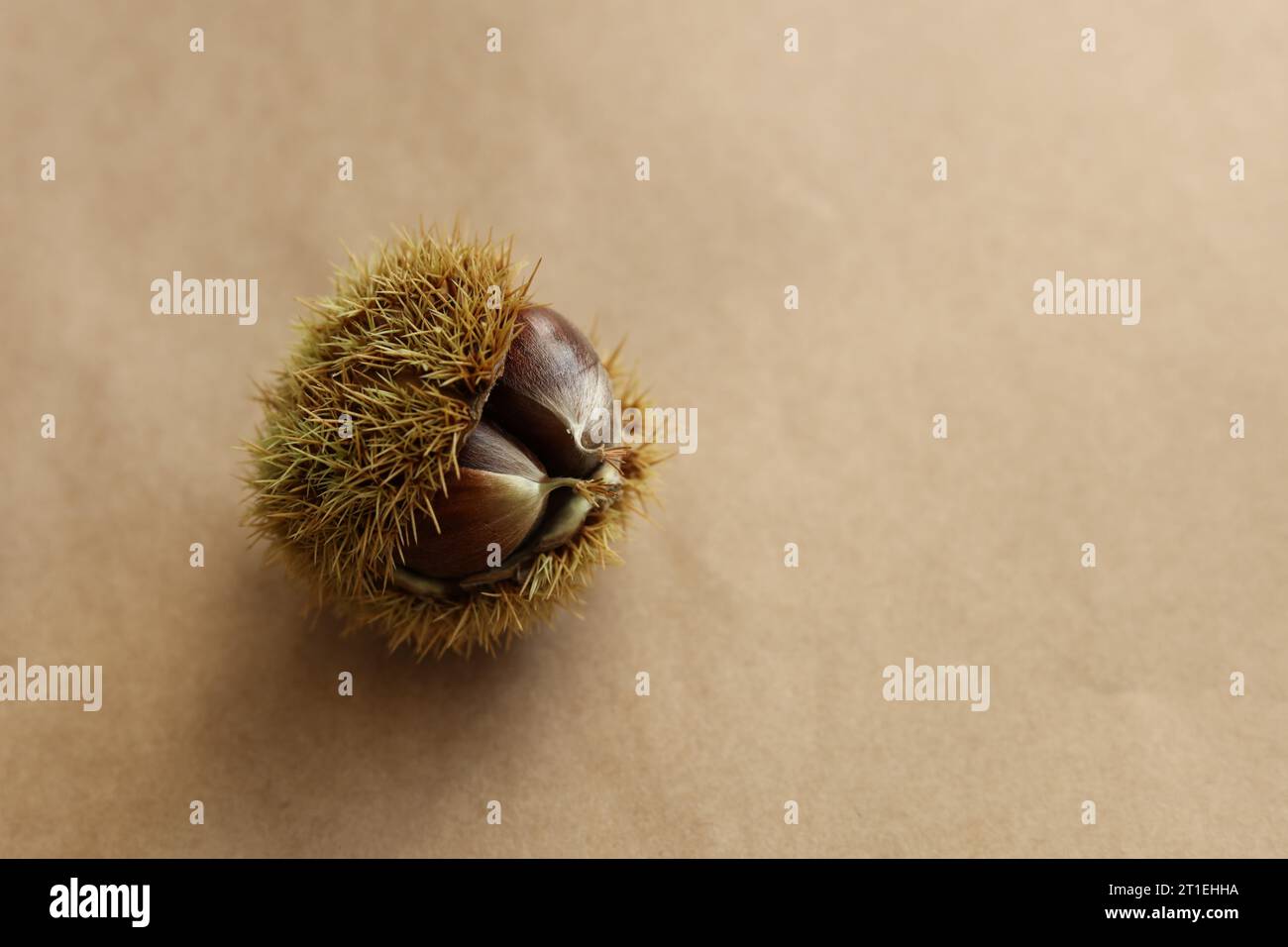 a close up of edible chestnut on paper background Stock Photo - Alamy