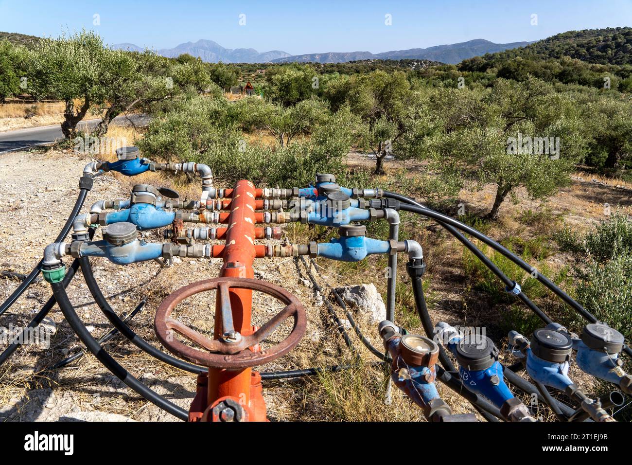 Water supply in an olive tree plantation, from a main pipe several hose ...