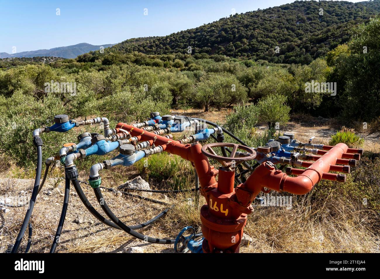 Water supply in an olive tree plantation, from a main pipe several hose ...
