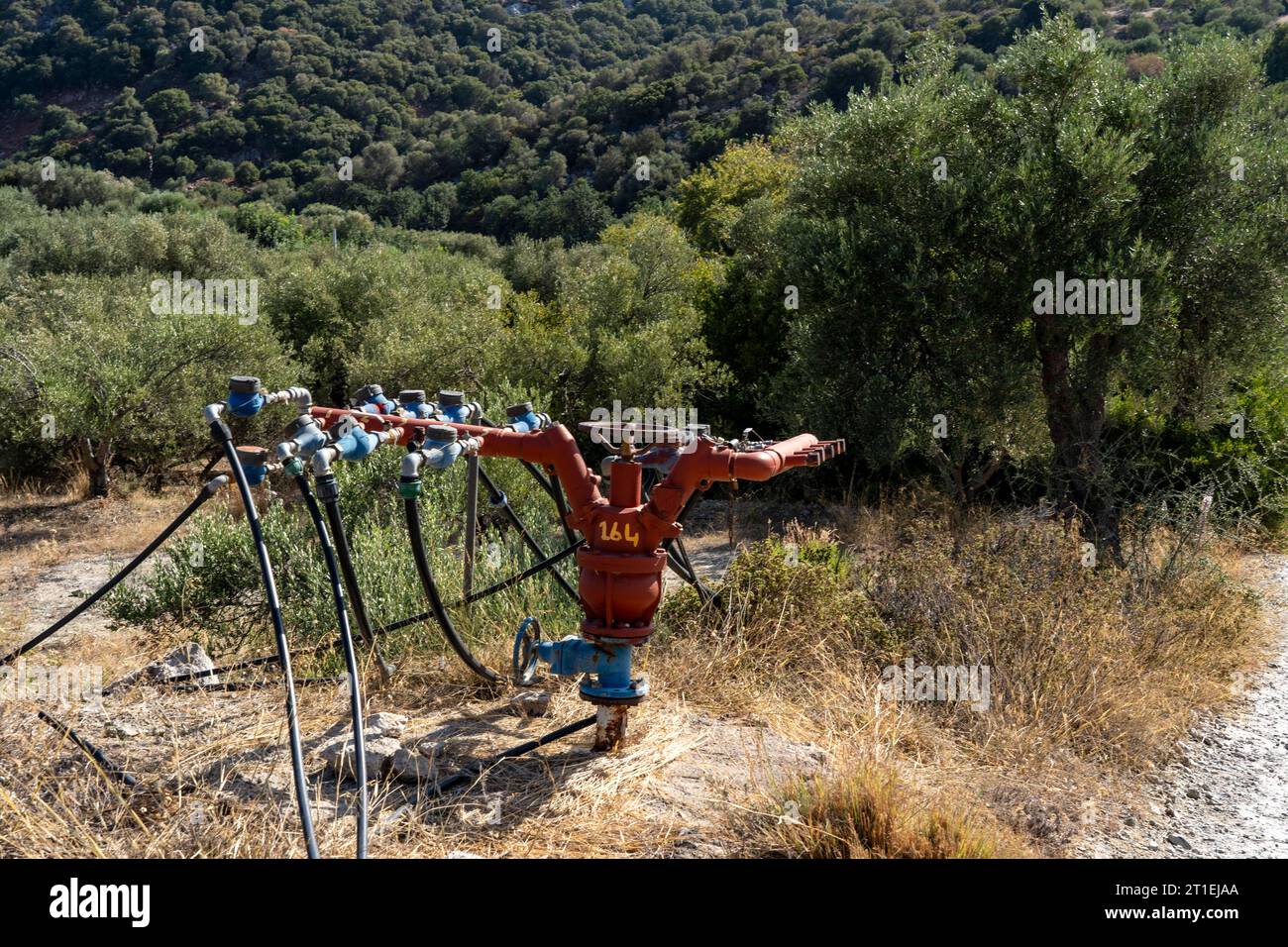 Water supply in an olive tree plantation, from a main pipe several hose ...